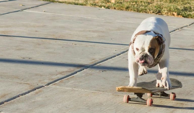 How to Teach a Dog to Skateboard: A Step-by-Step Guide - Skateboard Trends